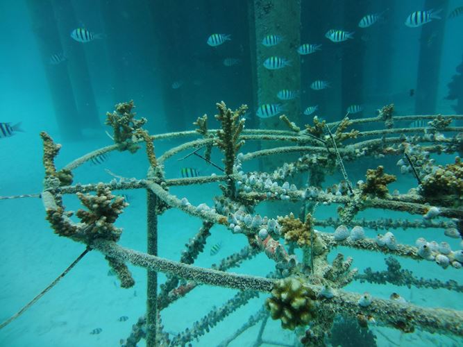 Sustainable efforts today and tomorrow at Constance Hotels & Resorts ...